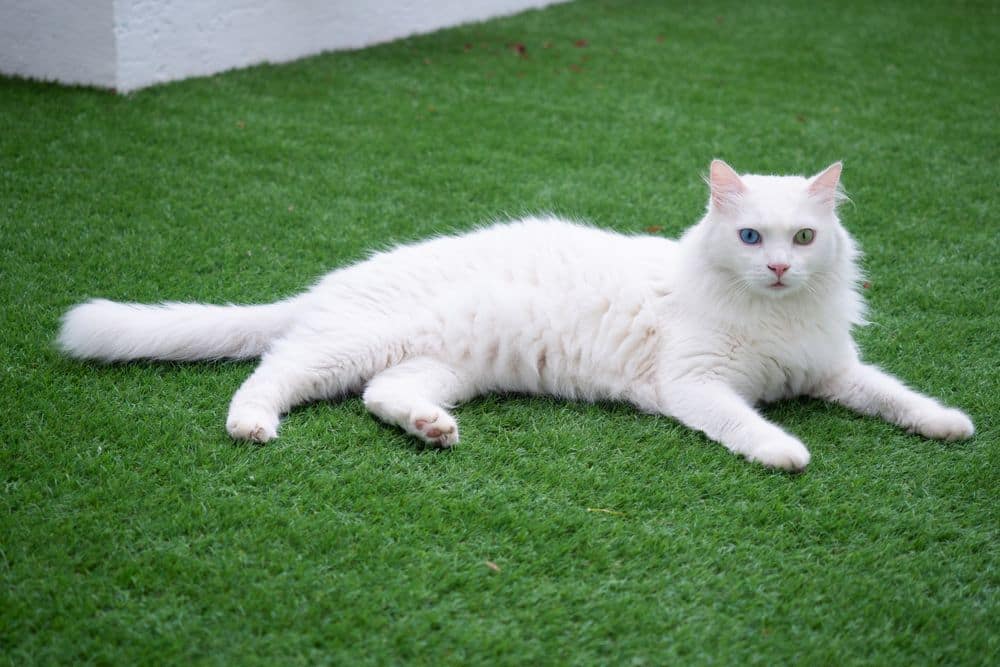 Los 7 Secretos del Gato Angora Mejor Guardados : Todo lo que No Sabías ...