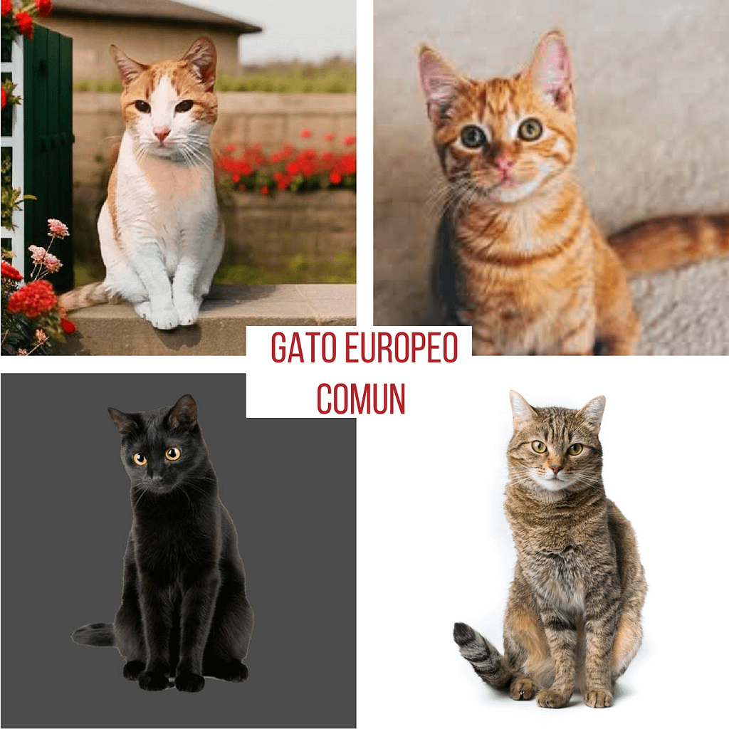 Gato europeo común: características cuidados y 9 curiosidades