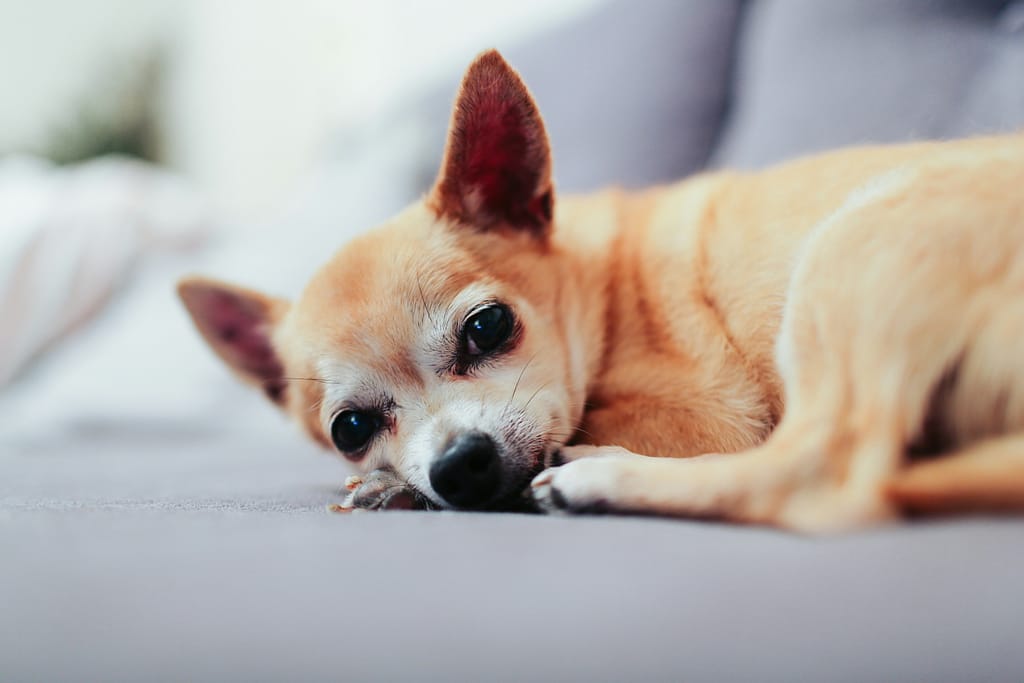 Chiguaguas: Descubre todo sobre esta adorable raza de perros