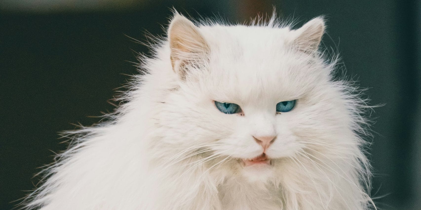 Gato Angora: Descubre todo sobre esta raza de gatos de pelo largo
