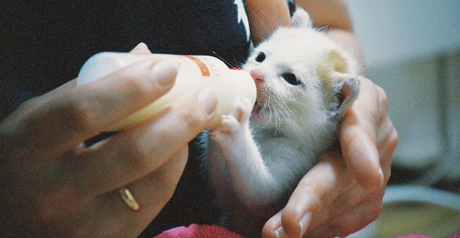Gatitos bebés: tiernos y adorables encuentra los más lindos aquí