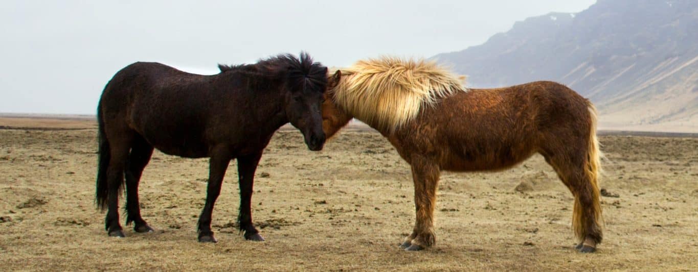Todo lo que necesitas saber sobre el caballo: 50 razas cuidados y ...